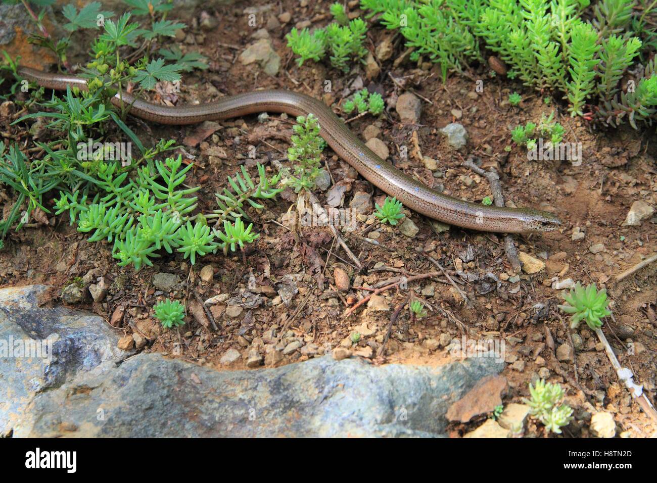 Slow worm (Anguis colchica). Armenia Stock Photo - Alamy
