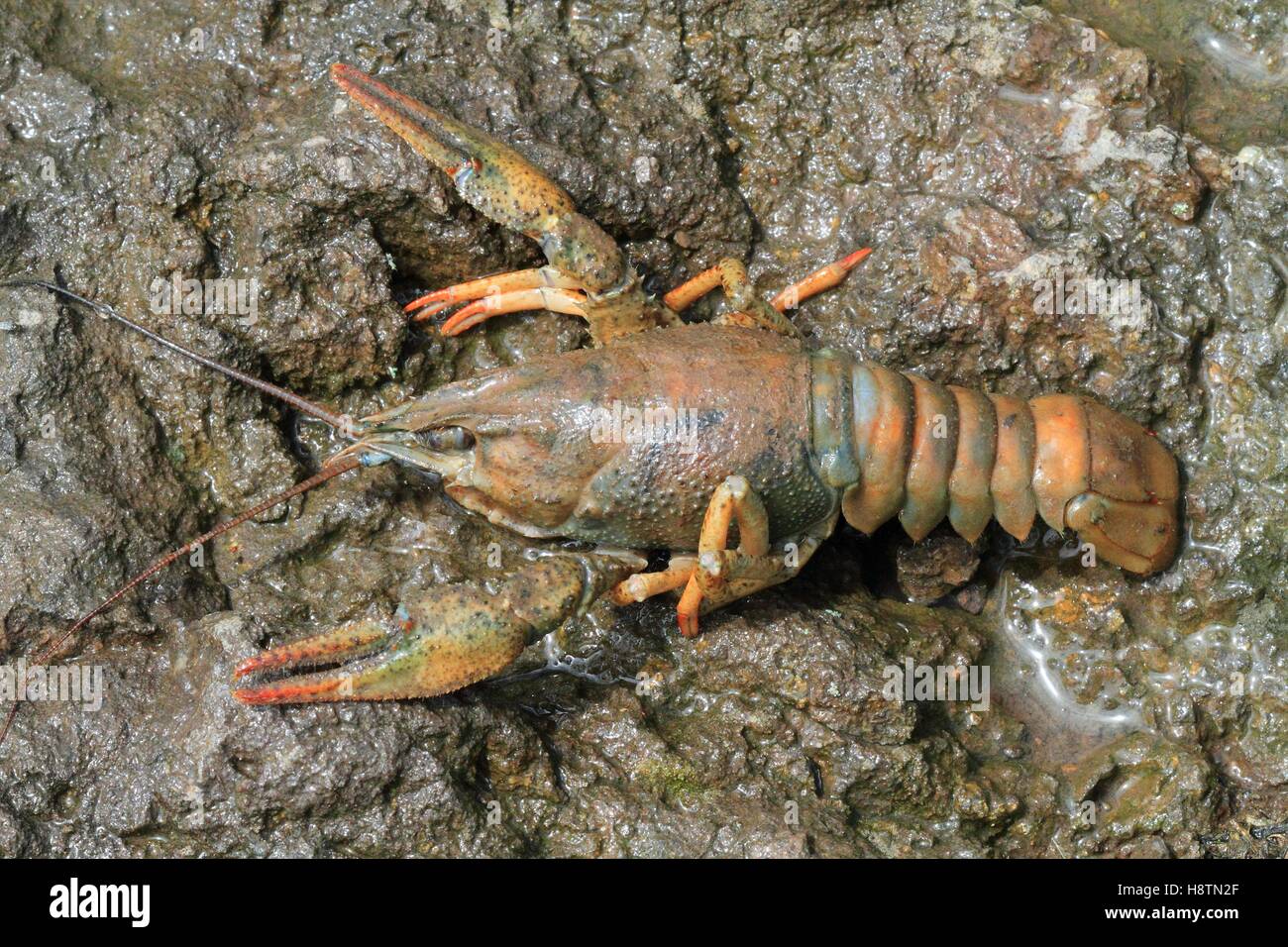 Turkish Crayfish High Resolution Stock Photography and Images - Alamy