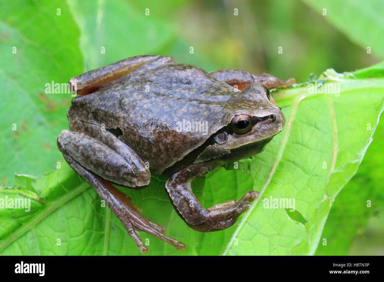 Eastern Tree Frog (Hyla orientalis shelkowbikowi), Armenia Stock Photo ...