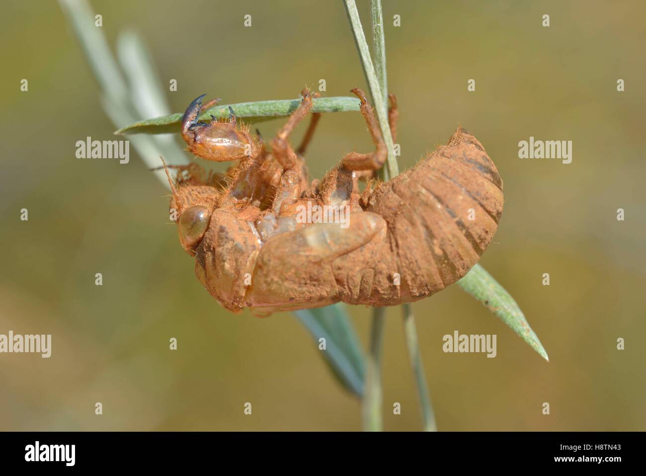 Cicada molt in the Garrigue , Cevennes, France Stock Photo - Alamy