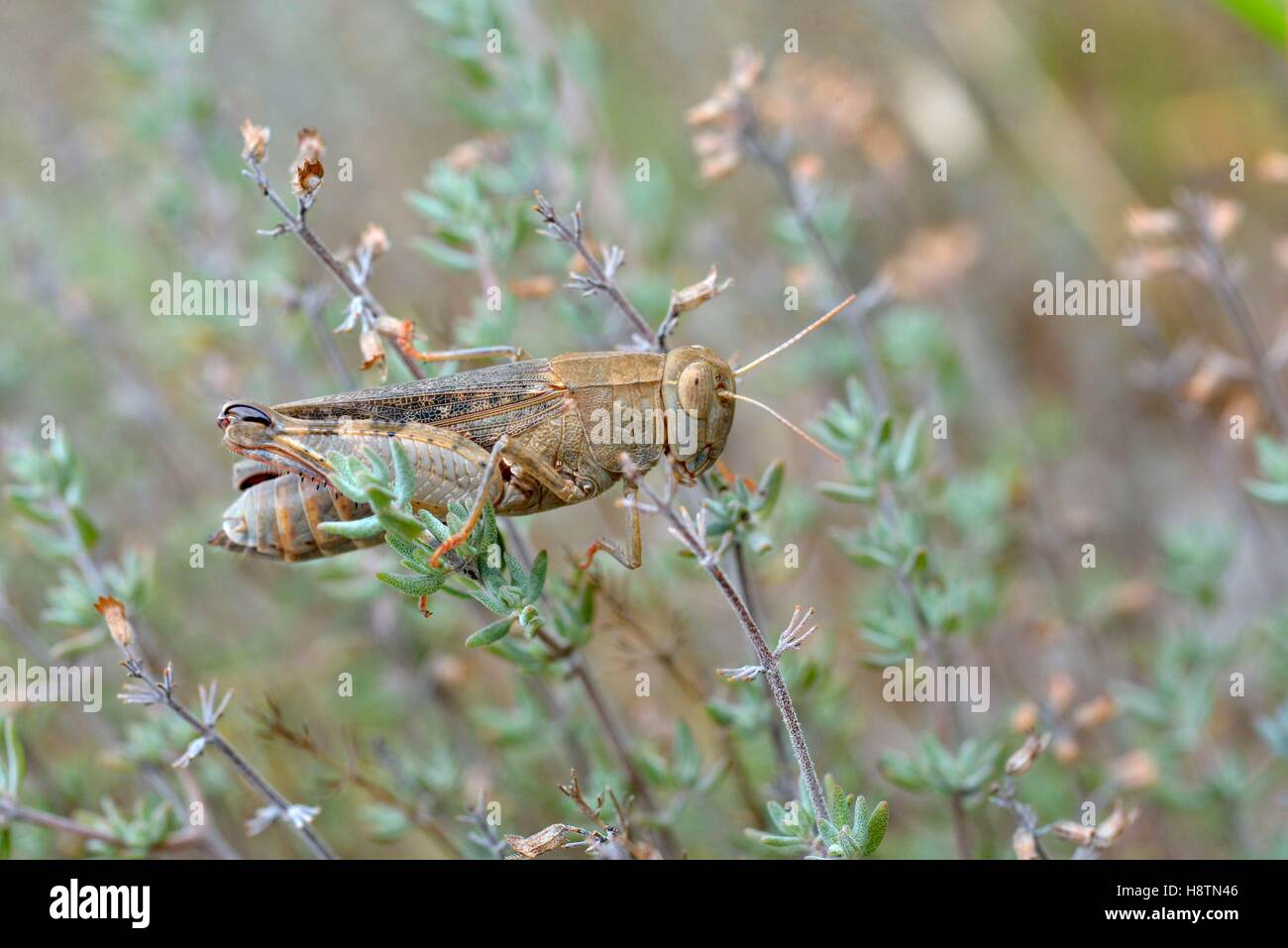 Red-winged grasshopper (Oedipoda germanica) on a tuft of thyme ...