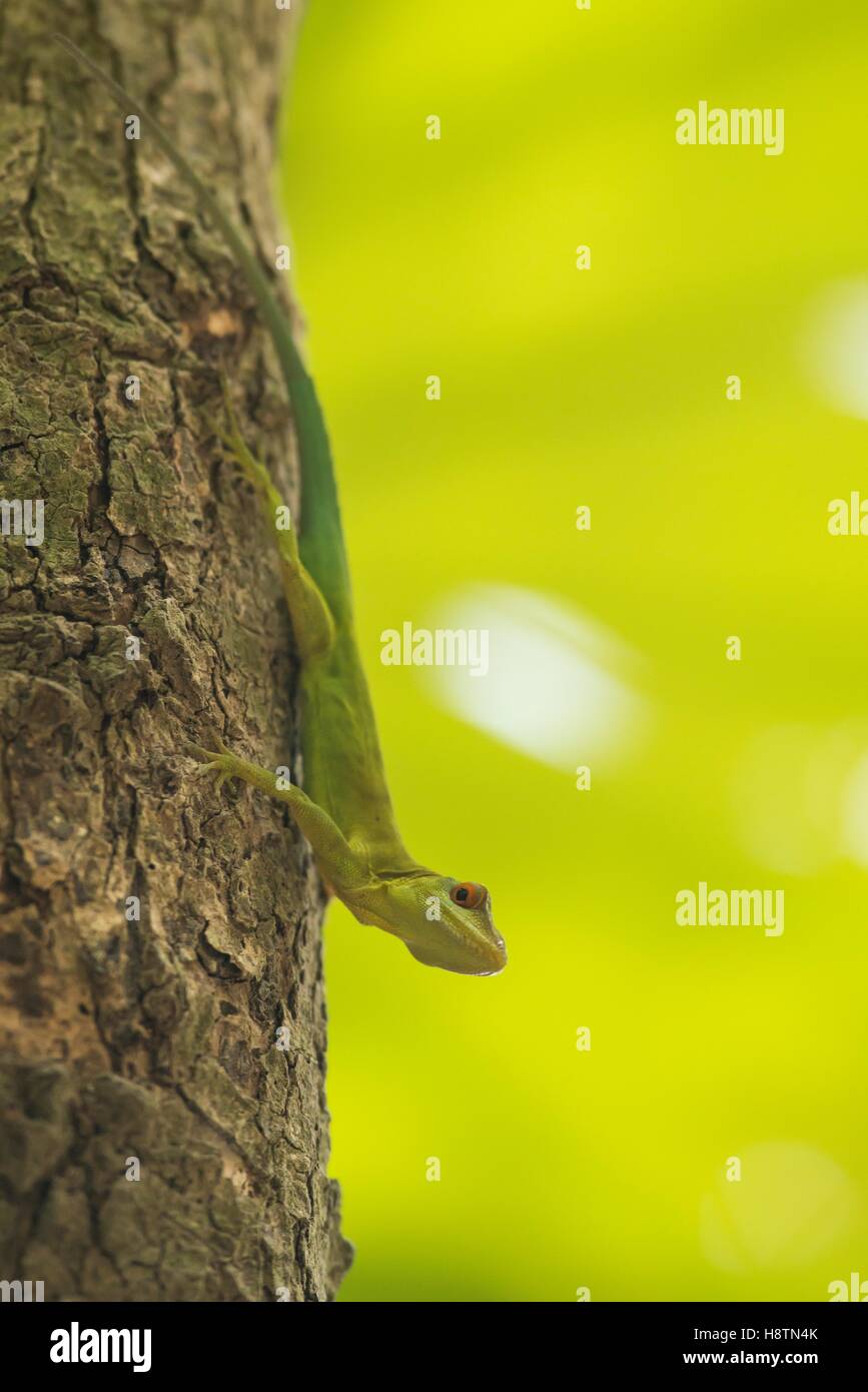 Montserrat Anole (Anolis lividus) on trunk - Montserrat island Stock ...
