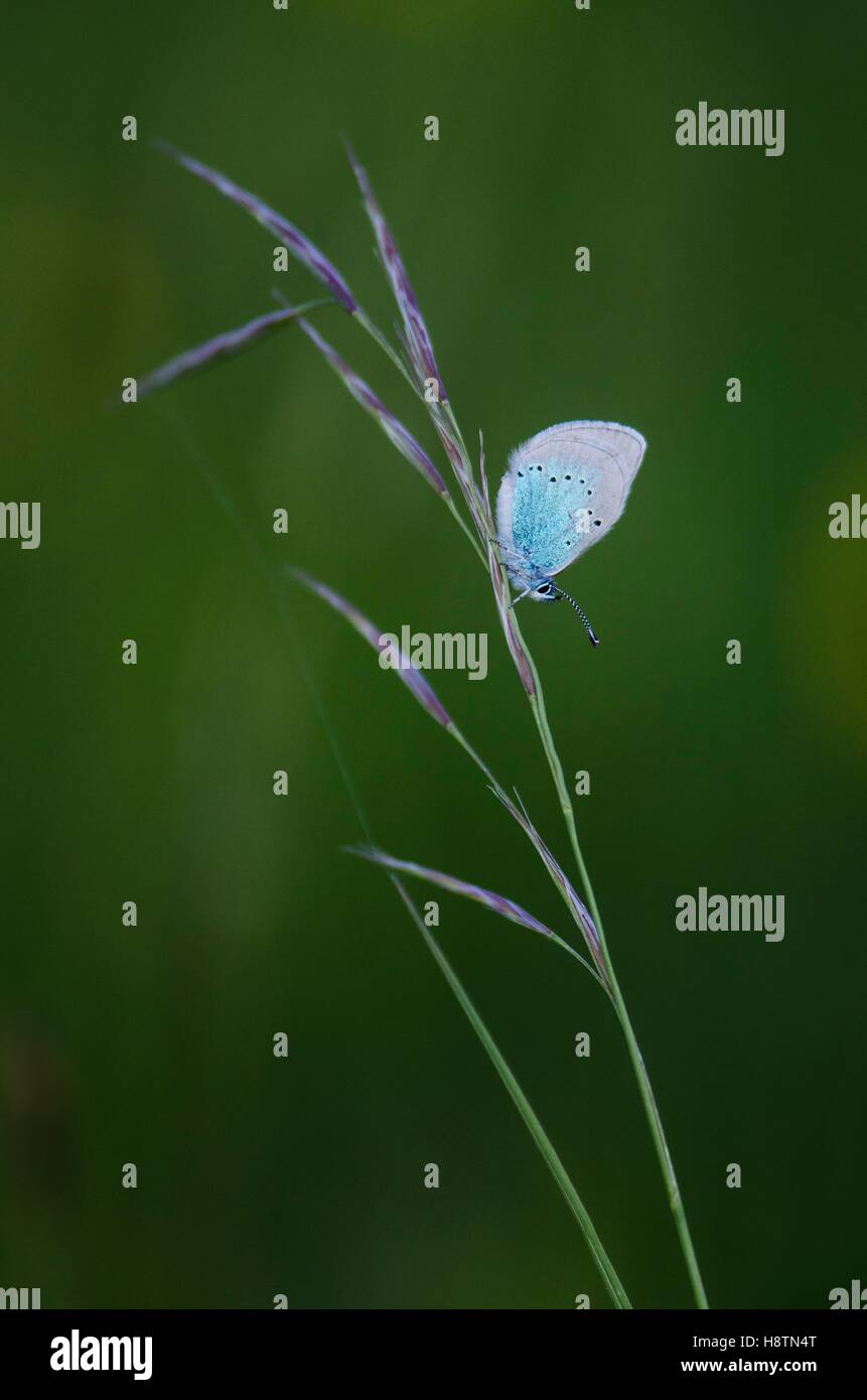 Green-underside Blue (Glaucopsyche alexis) - Bourgogne - France Stock ...