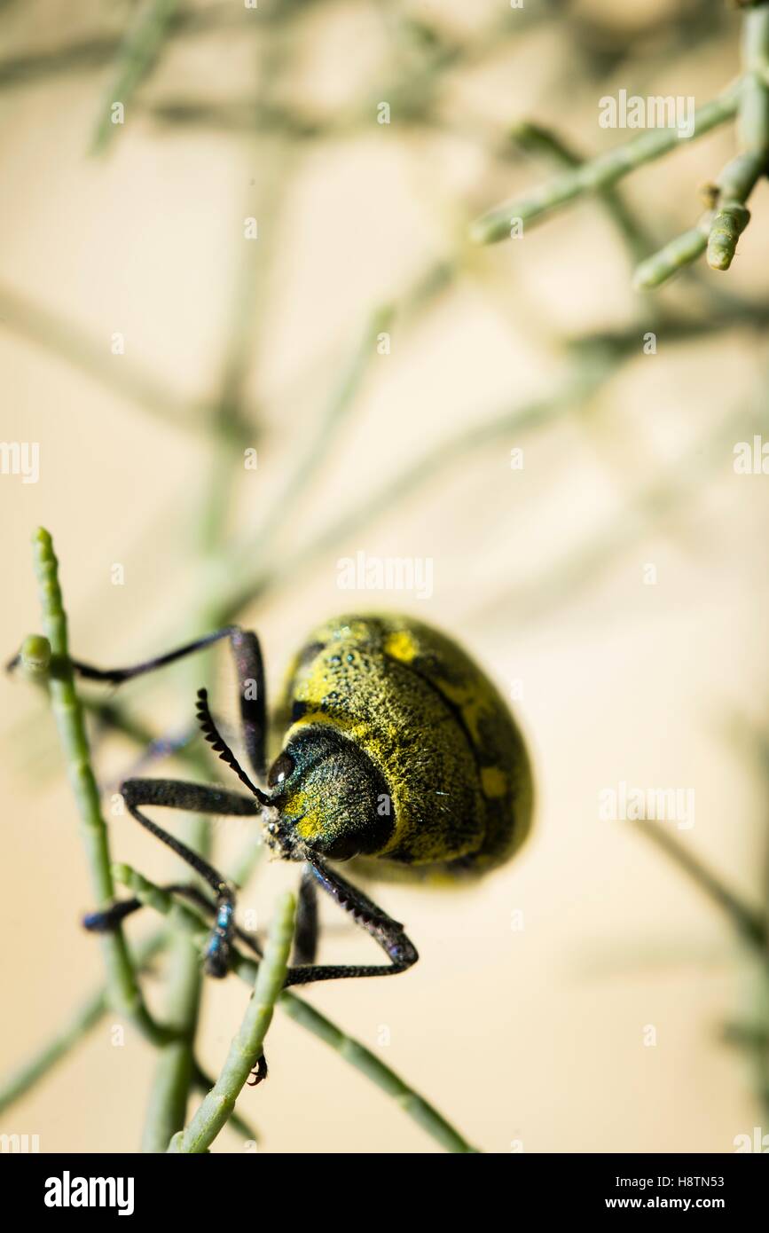 Jewel beetle hi-res stock photography and images - Alamy