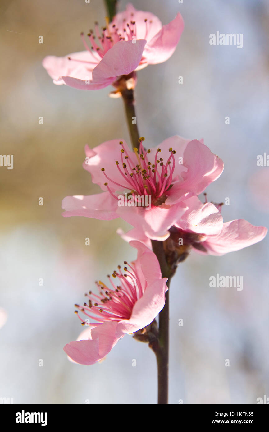 Peach tree flowers Stock Photo - Alamy