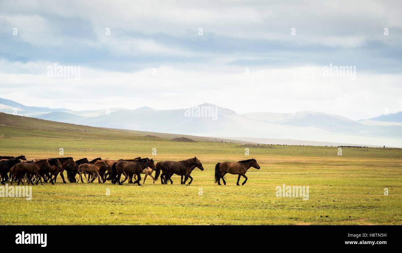 Arkhangai horses hi-res stock photography and images - Alamy