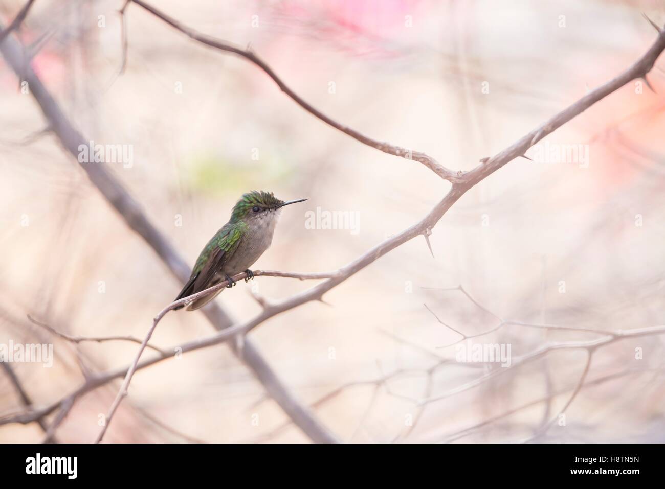 Antillean Crested Hummingbird (Orthorhyncus cristatus) on a branch ...