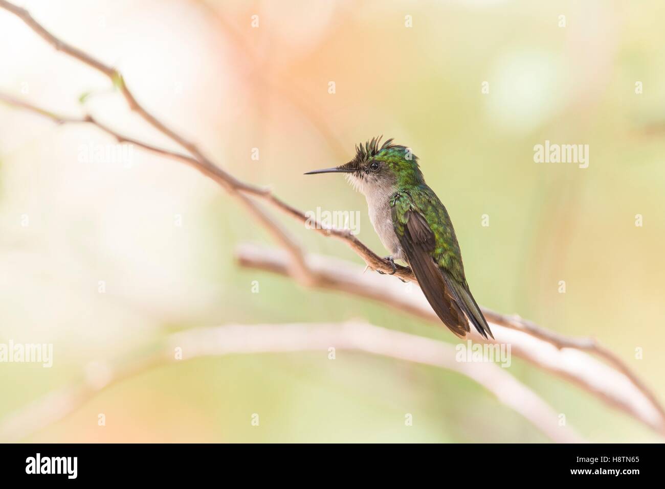 Antillean Crested Hummingbird (Orthorhyncus cristatus) on a branch ...