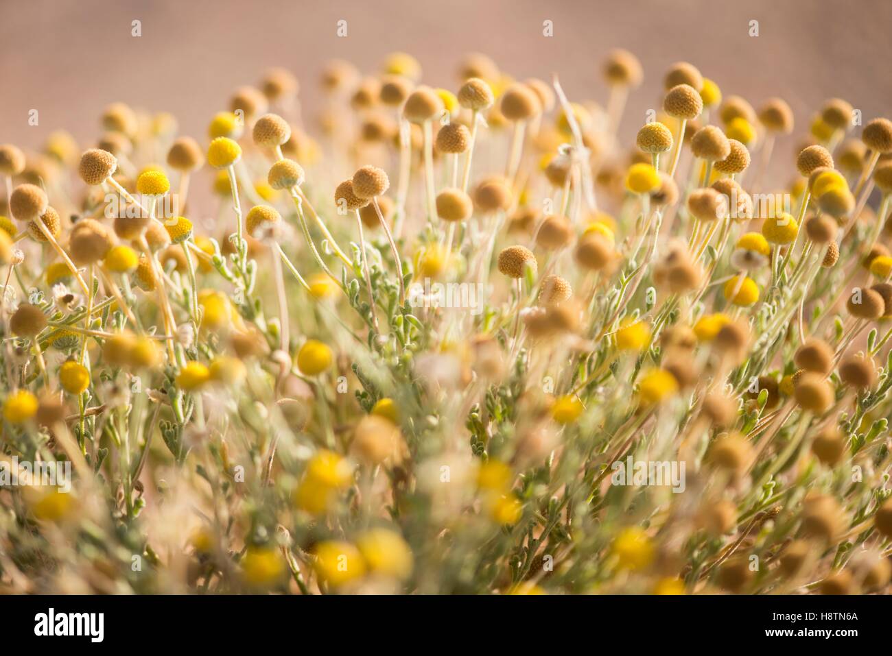 Cotula (Cotula cinerea) flowers - Icht - Morocco Stock Photo - Alamy