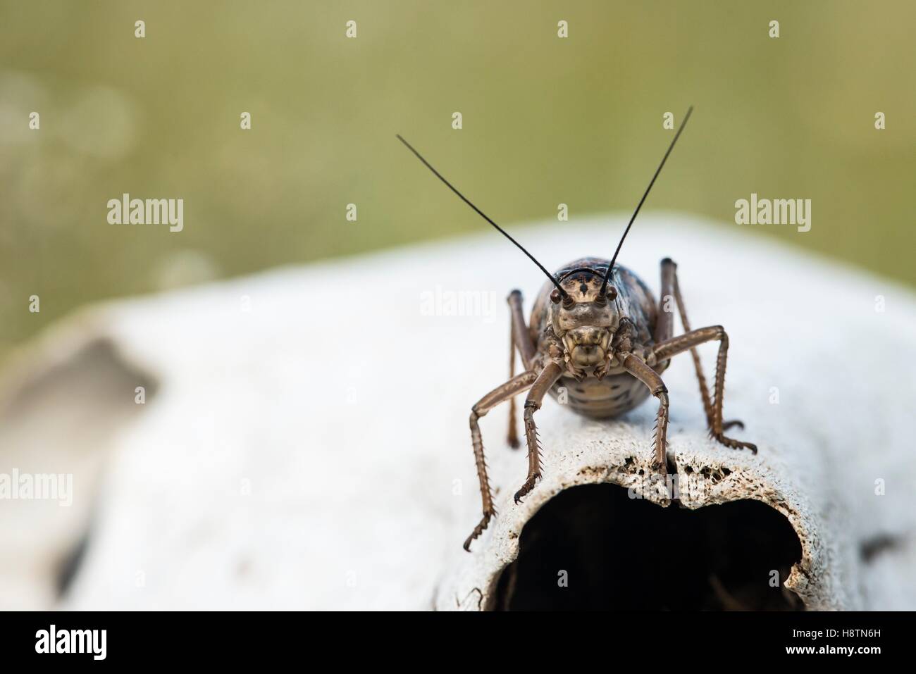 Onos hi-res stock photography and images - Alamy