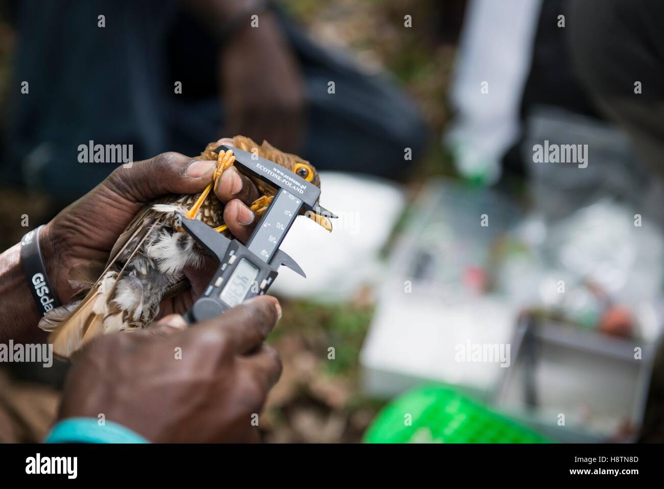 Measuring tarsus on a Forest Thrush (Turdus lherminieri), Island of ...