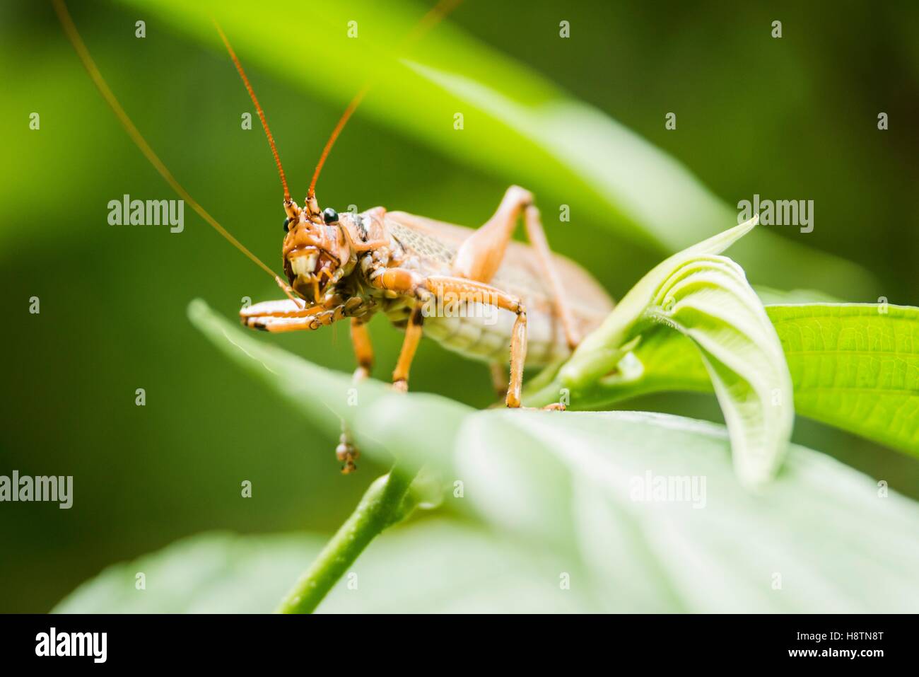 Overview Of Montserrat High Resolution Stock Photography and Images - Alamy
