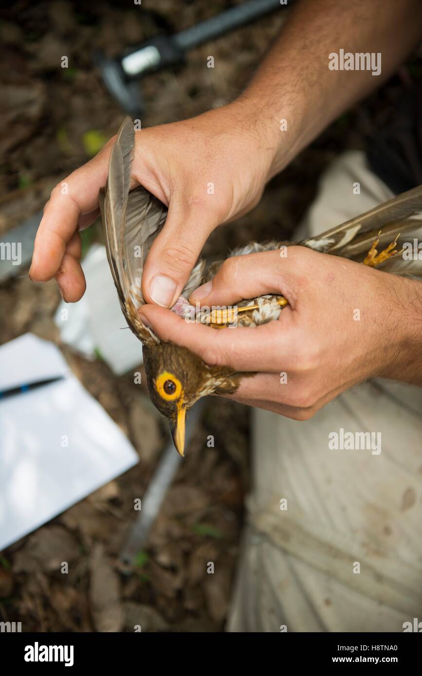 Locating a vein on the wing of a Forest Thrush (Turdus lherminieri) for ...