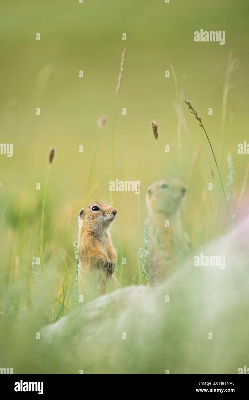 Pallid ground squirrel (Spermophilus pallidicauda) lookouts, Tsaritsyn ...