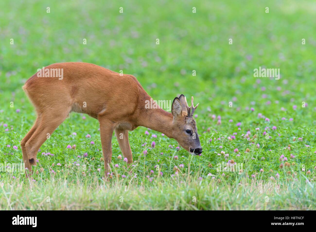 Western Roe Deer (Capreolus capreolus) in Red clover, Roebuck, Hesse ...