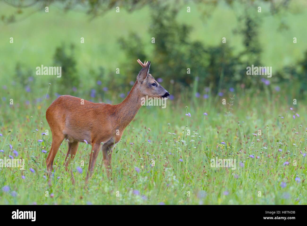 Western Roe Deer (Capreolus capreolus) on Meadow, Roebuck, Hesse ...