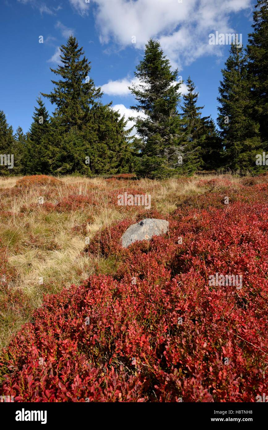 Bog blueberry hi-res stock photography and images - Alamy