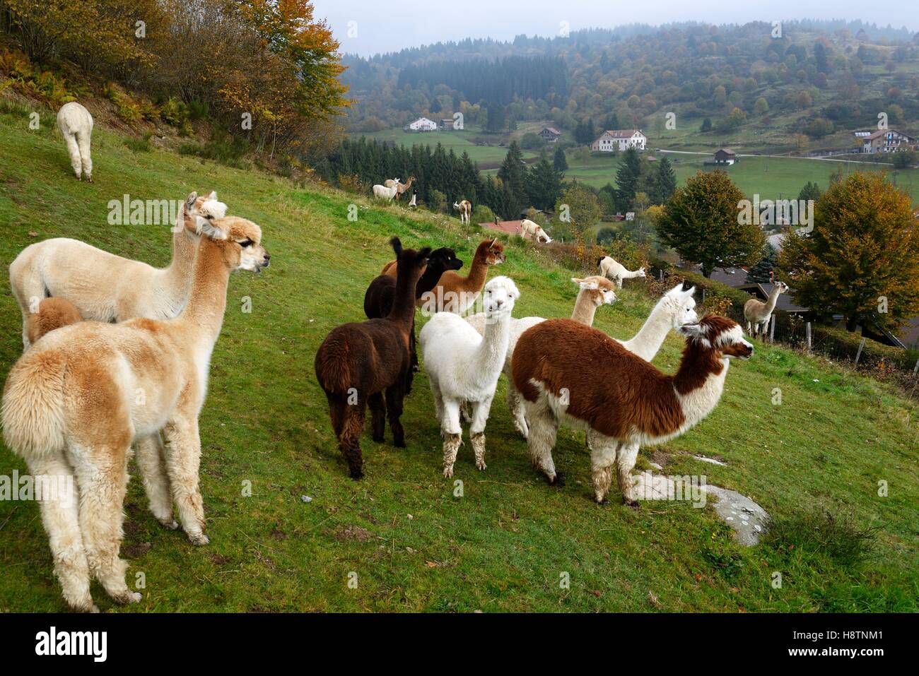 Breeding of llamas and alpacas , Mountain Lama , La Bresse , La Basse ...
