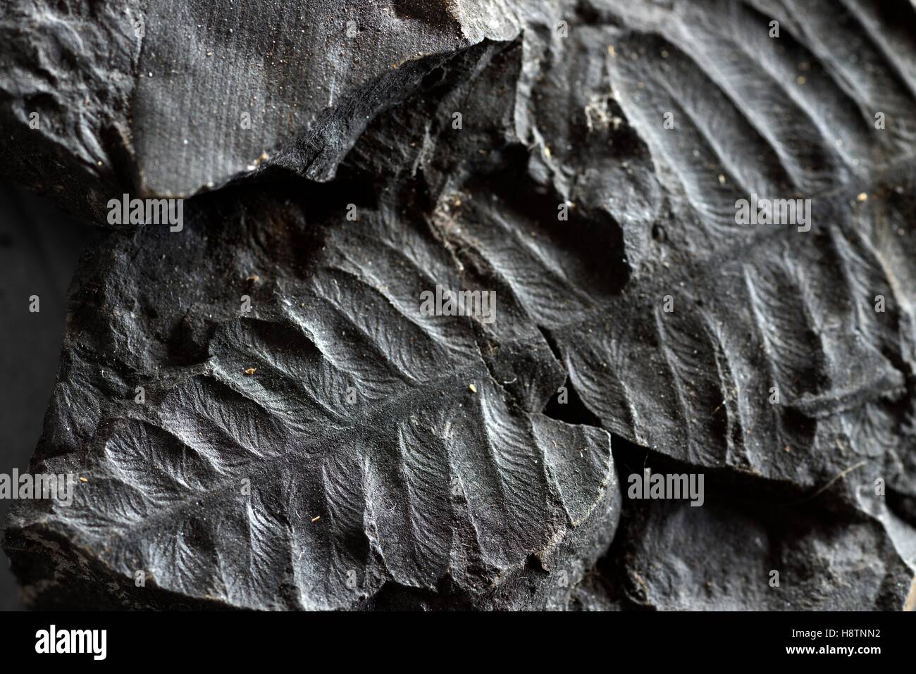 Fossil fern coal hi-res stock photography and images - Alamy