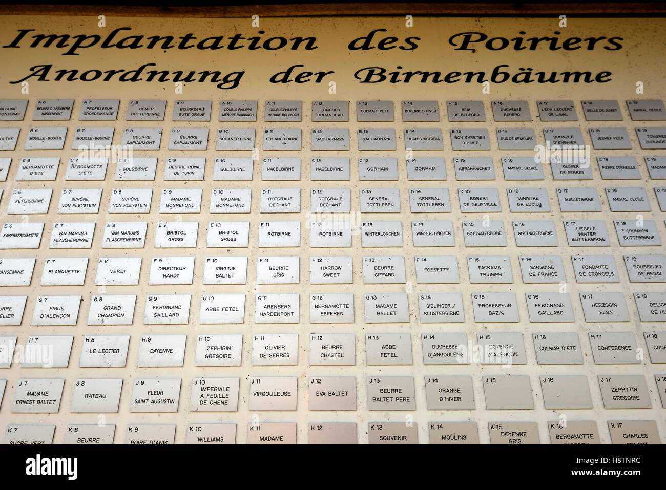 List of varieties of pear , pear panel layout , Orchard conservatory ...