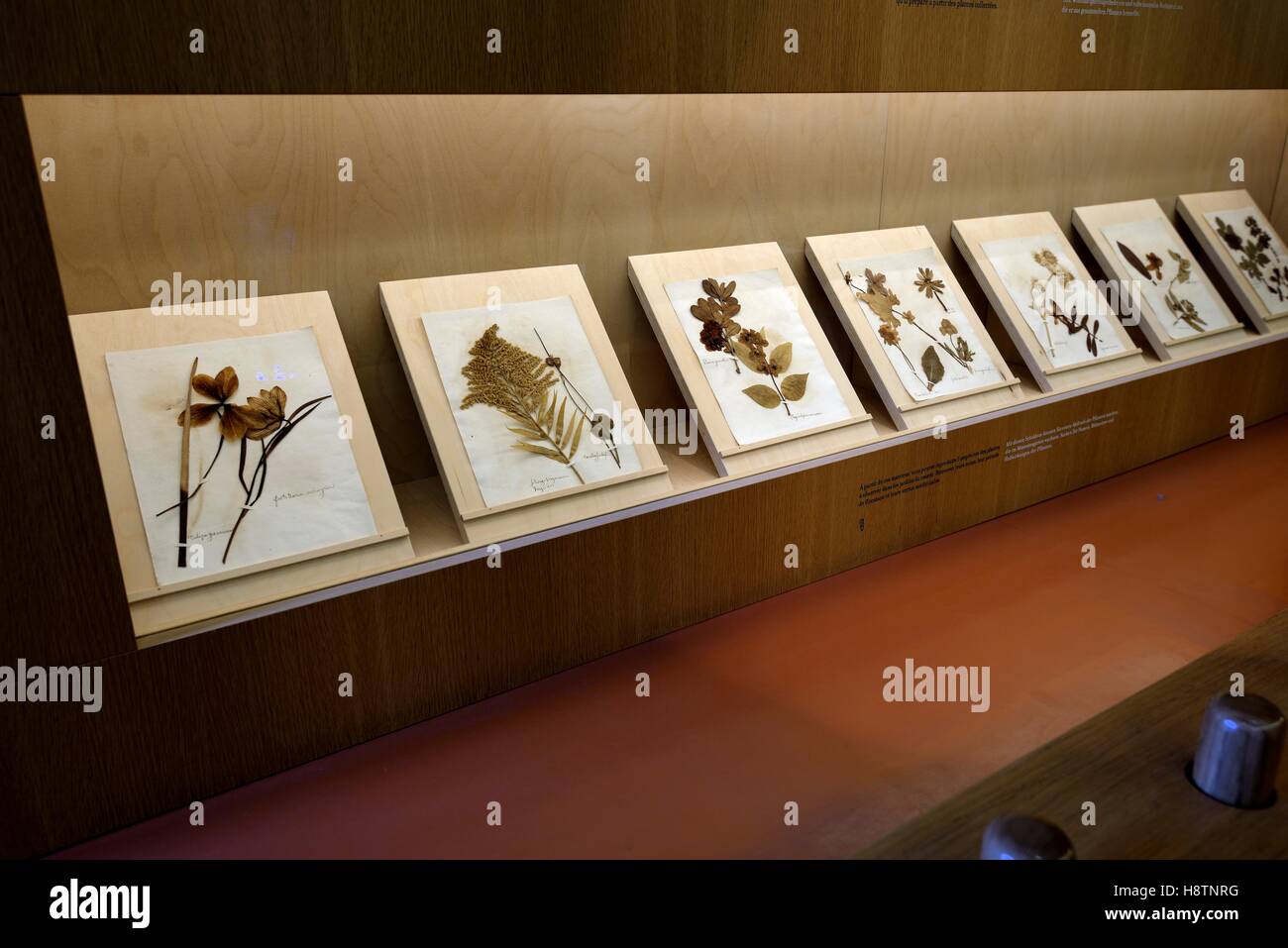 Herbarium , Museum Jean -Frédéric Oberlin, Waldersbach , Upper Valley ...