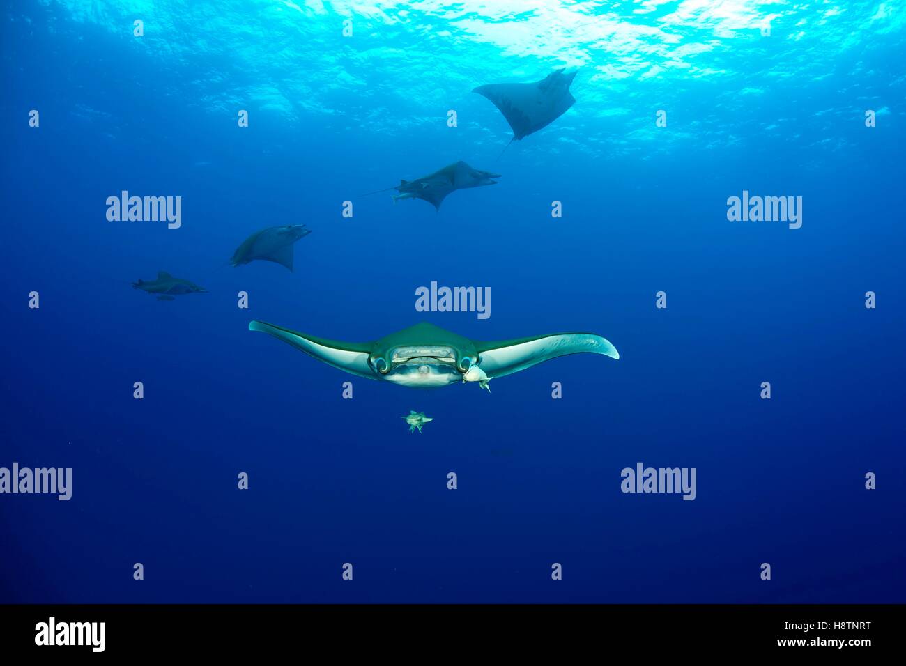 Sicklefin Mantas, Mobula tarapacana, Ambrosio dive site, Santa Maria ...
