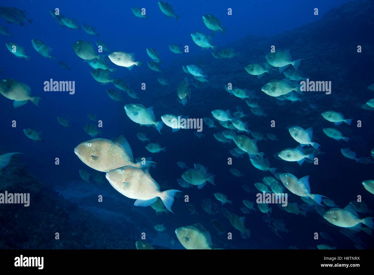 Shoal of grey triggerfish, Balistes capriscus, Santa Maria Island ...