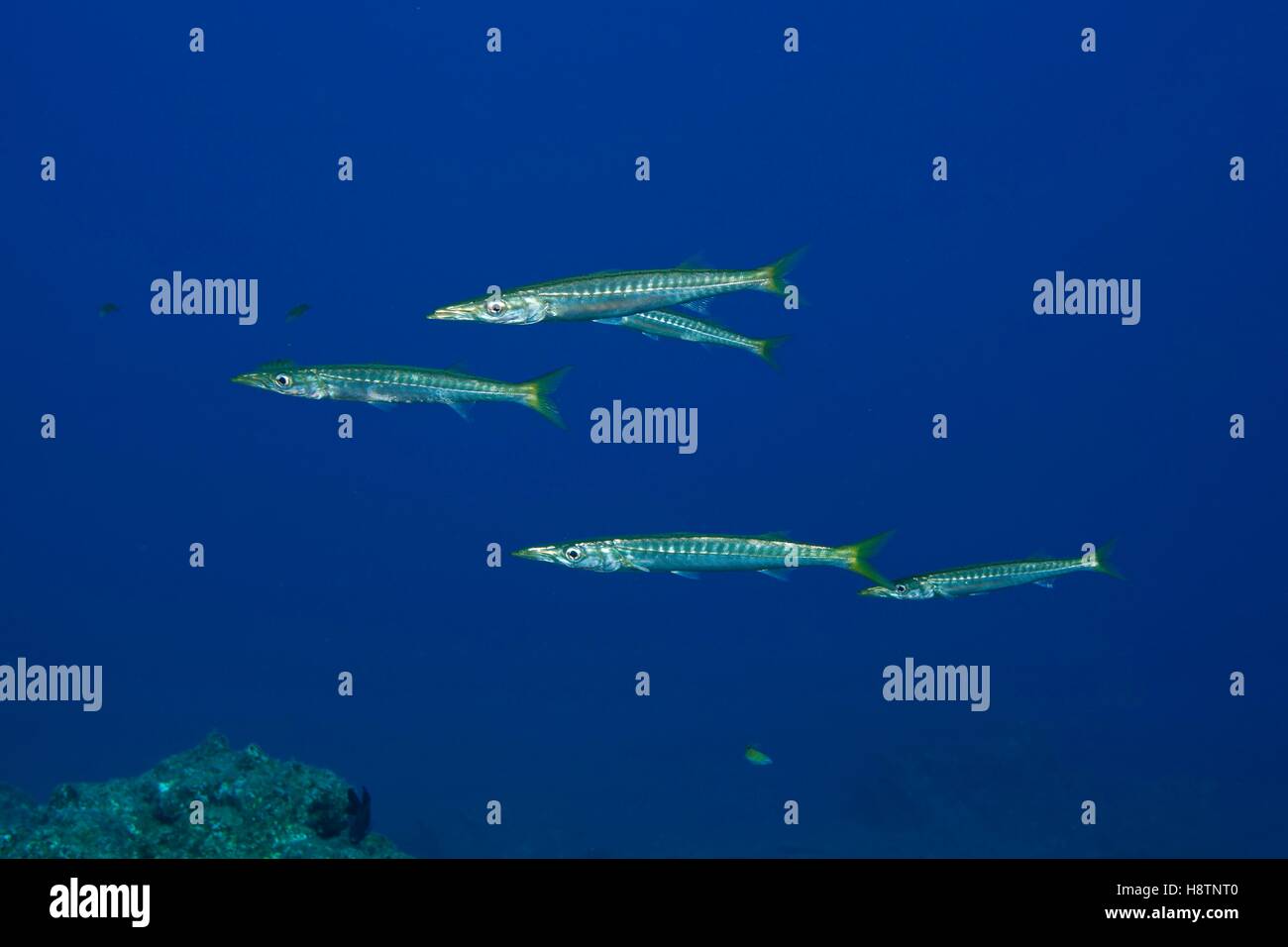 Small shoal of Striped Barracuda, Sphyraena viridensis, Santa Maria ...