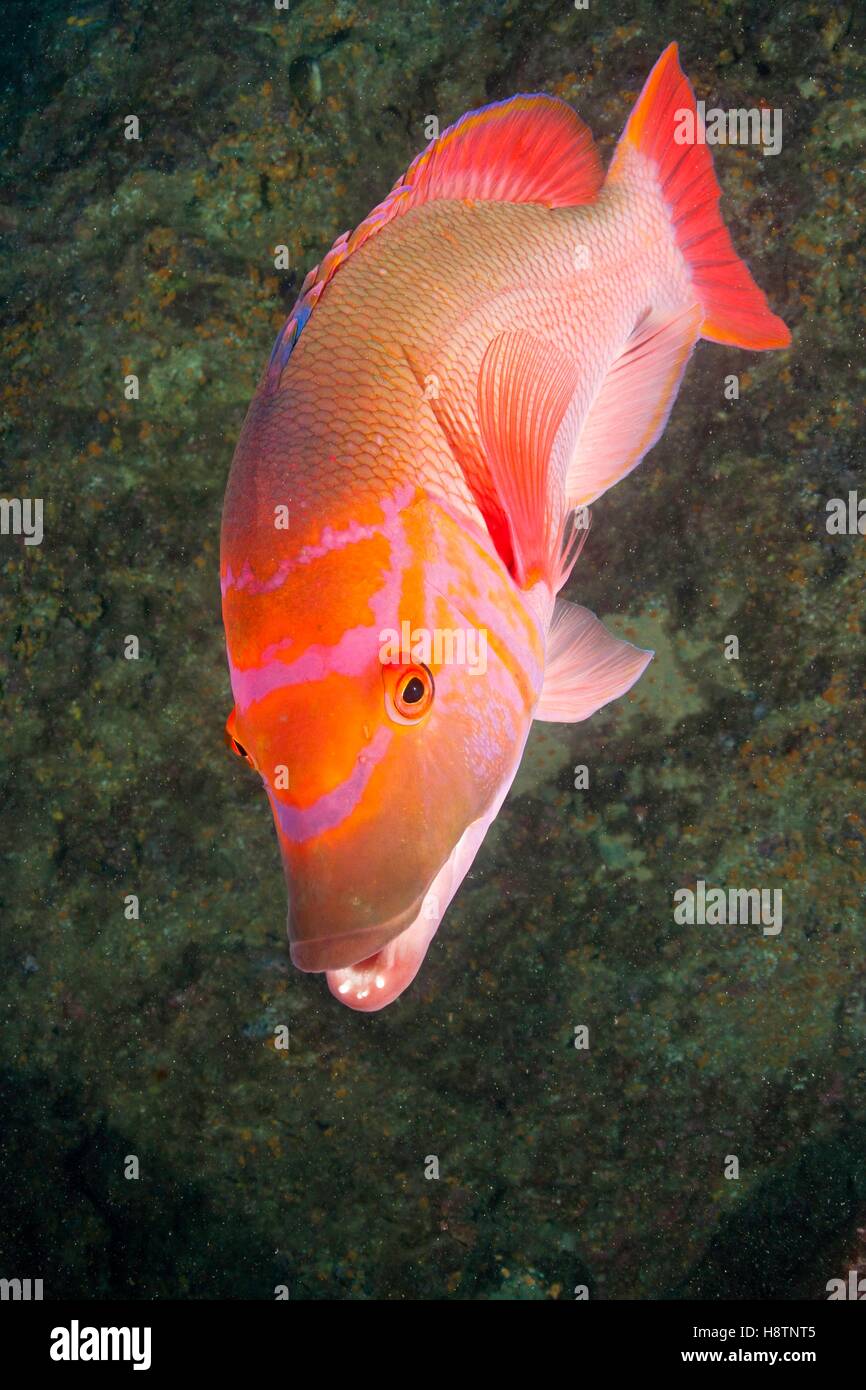 Red barred hogfish, Bodianus scrofa, Santa Maria Island, Azores ...