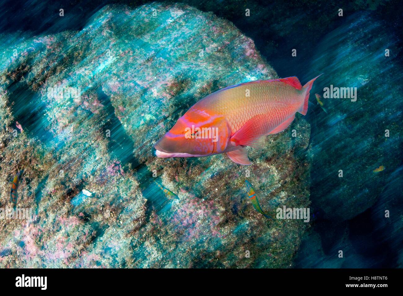 Red barred hogfish, Bodianus scrofa, Santa Maria Island, Azores ...