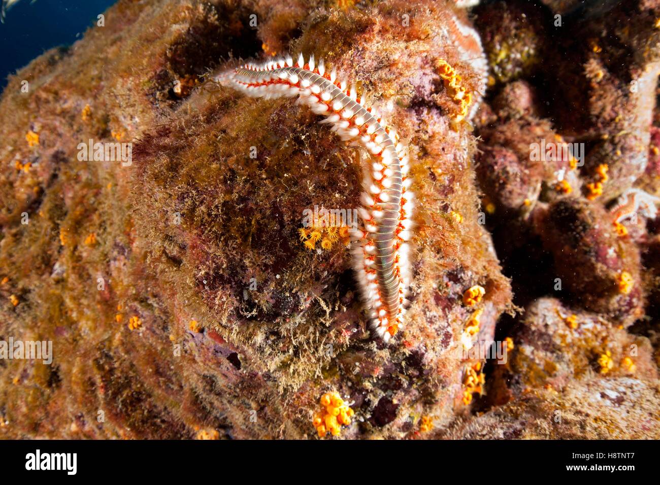 Fire worm, Hermodice carunculata, Santa Maria Island, Azores, Portugal ...