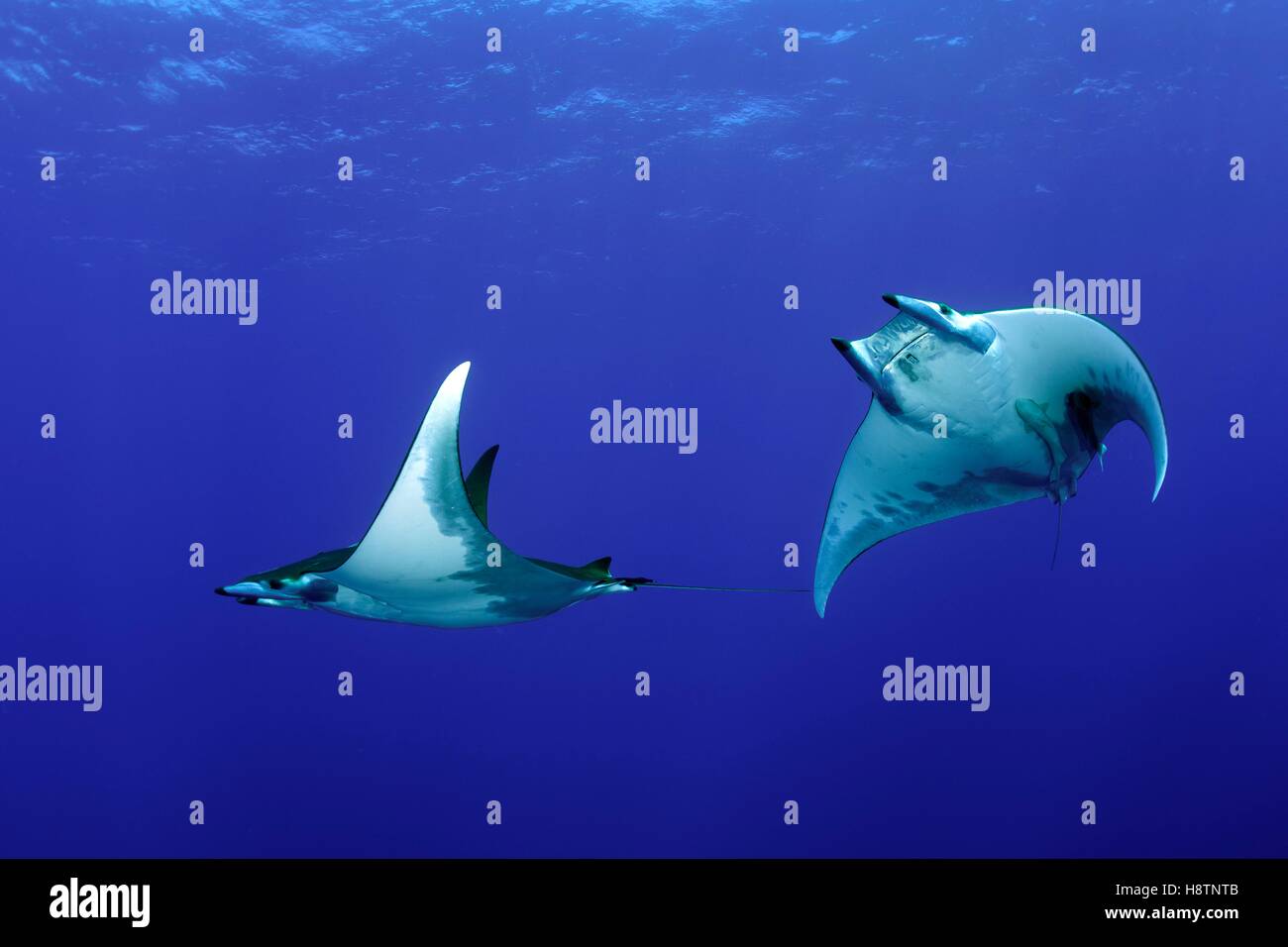 Sicklefin Mantas, Mobula tarapacana, Ambrosio dive site, Santa Maria ...