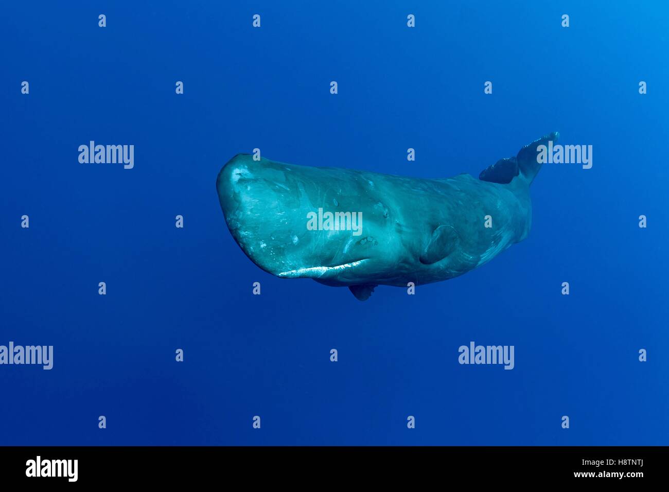 Sperm whale, Physeter macrocephalus, Vulnerable (IUCN), Dominica, Caribbean Sea, Atlantic Ocean ...