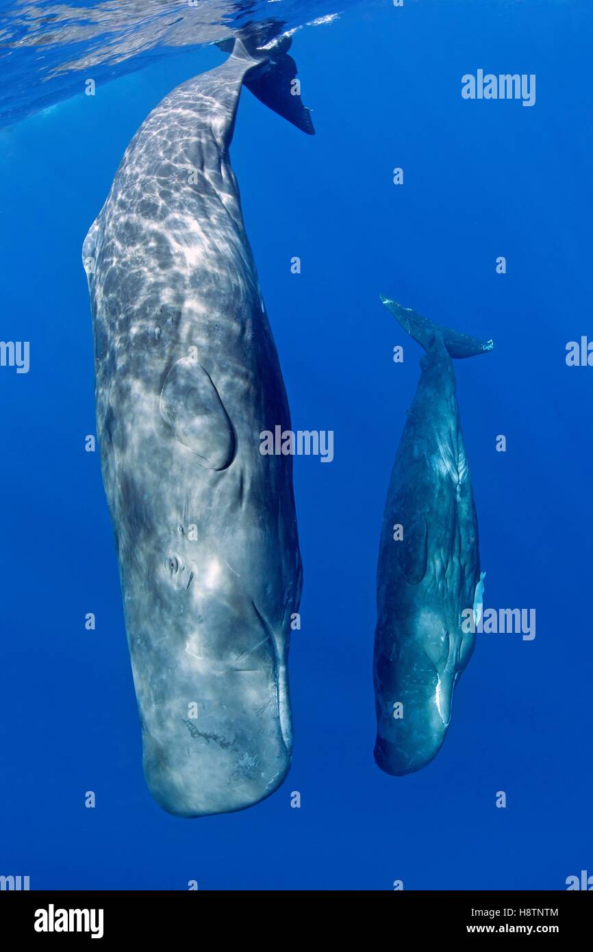 Mother and calf sperm whale, Physeter macrocephalus, Vulnerable (IUCN), Dominica, Caribbean Sea ...