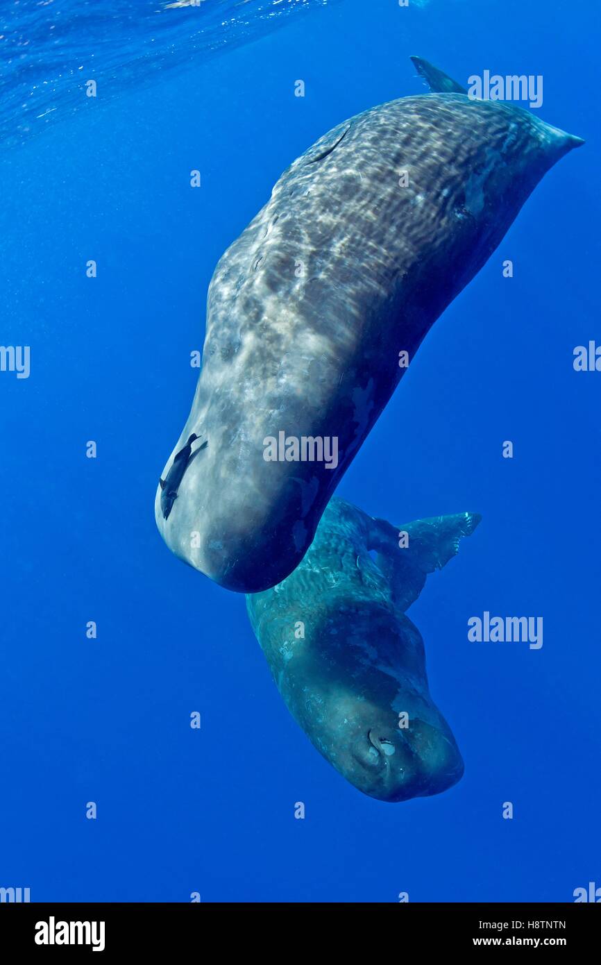 Mother and calf sperm whale, Physeter macrocephalus, Vulnerable (IUCN), Dominica, Caribbean Sea ...