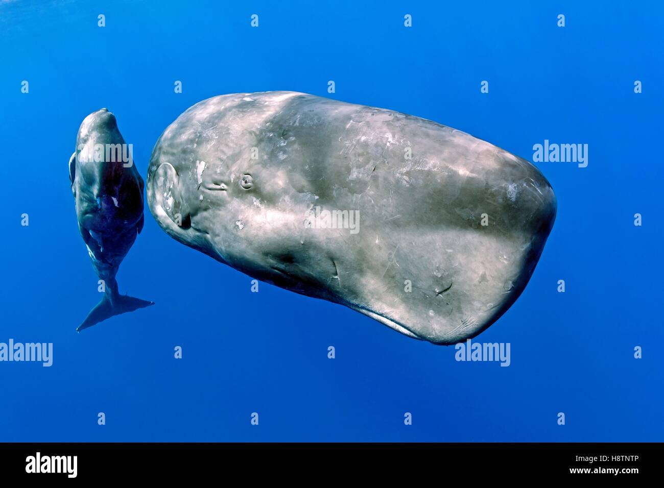 Mother with few weeks young calf sperm whale, Physeter macrocephalus, Dominica, Caribbean Sea ...