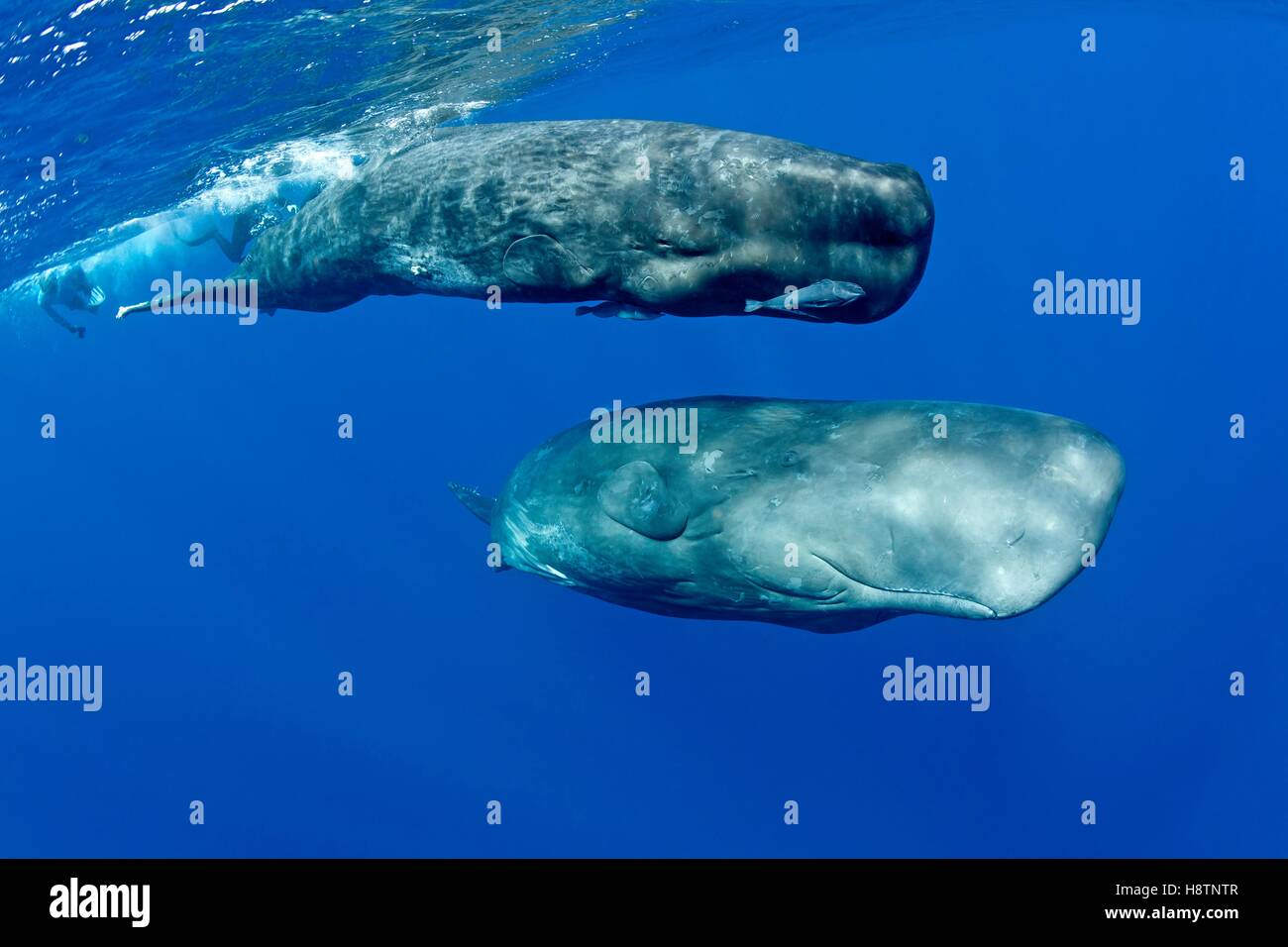 Mother and calf sperm whale, Physeter macrocephalus, Vulnerable (IUCN), Dominica, Caribbean Sea ...
