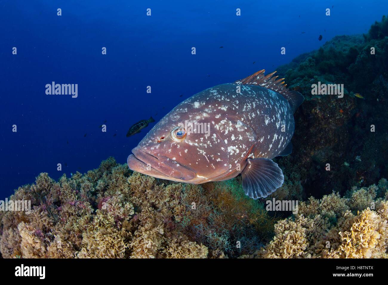 Formigas islet dive site hi-res stock photography and images - Alamy