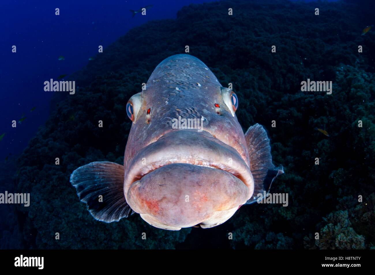 Formigas islet dive site hi-res stock photography and images - Alamy