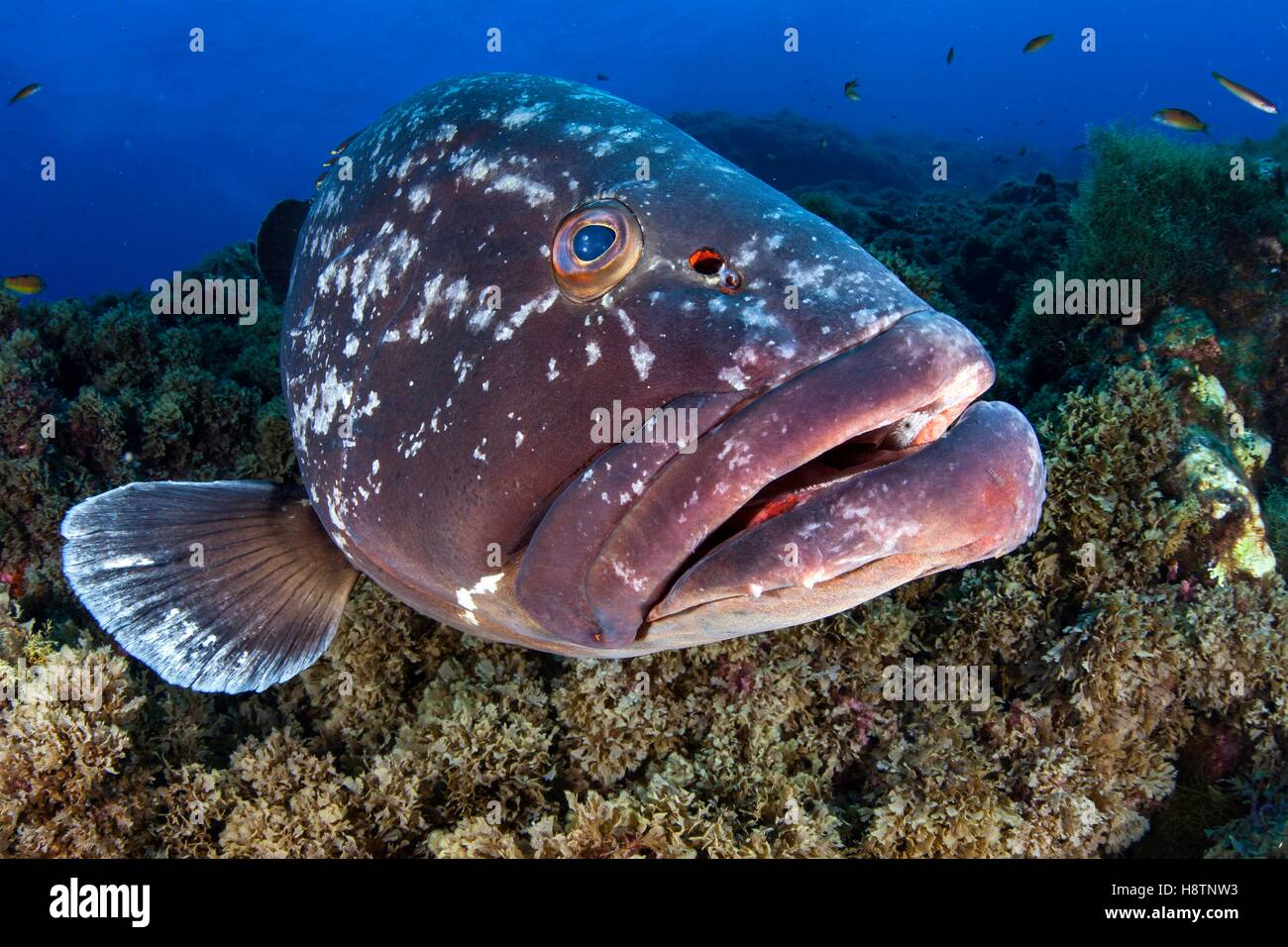 Formigas islet dive site hi-res stock photography and images - Alamy