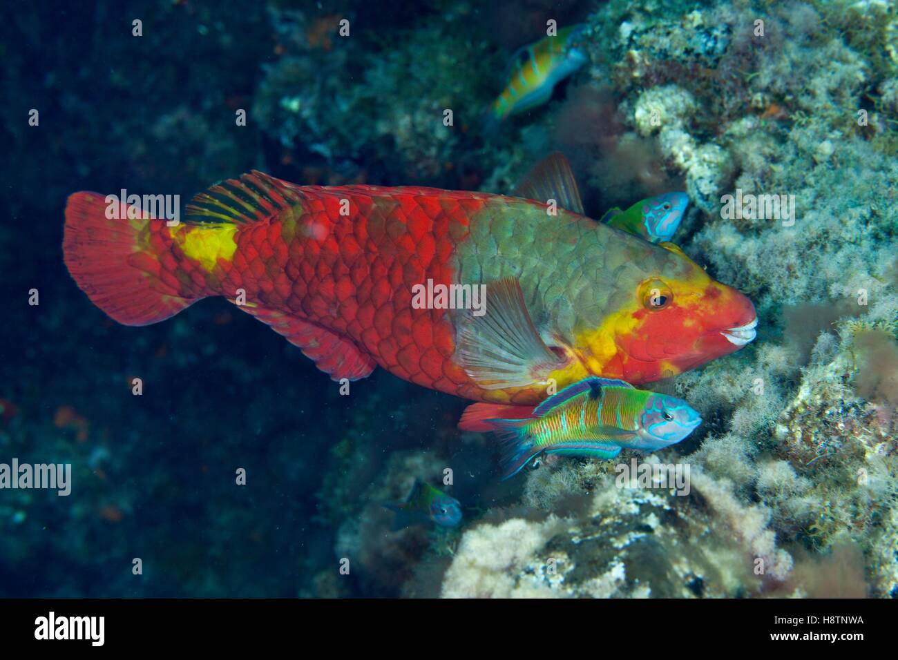Mediterranean parrotfish, Sparisoma cretense, female, Santa Maria ...
