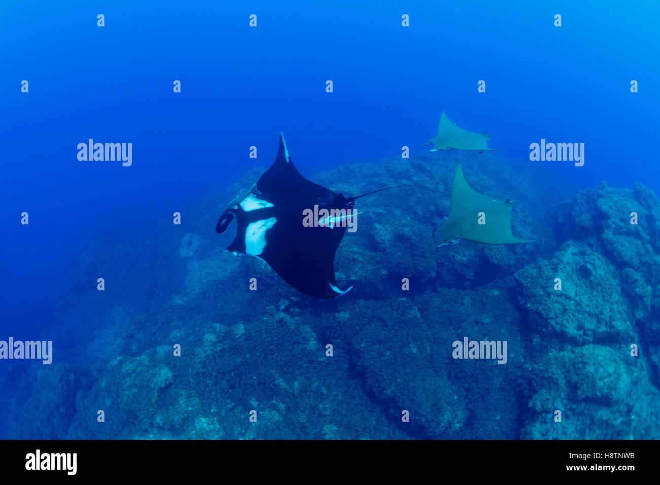 Formigas islet dive site hi-res stock photography and images - Alamy