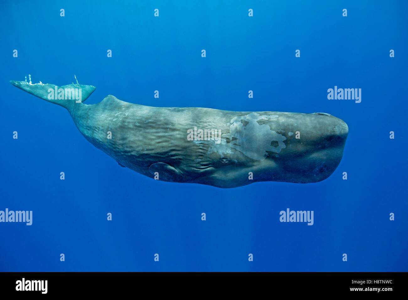 Sperm whale, Physeter macrocephalus, Vulnerable (IUCN), Dominica, Caribbean Sea, Atlantic Ocean ...
