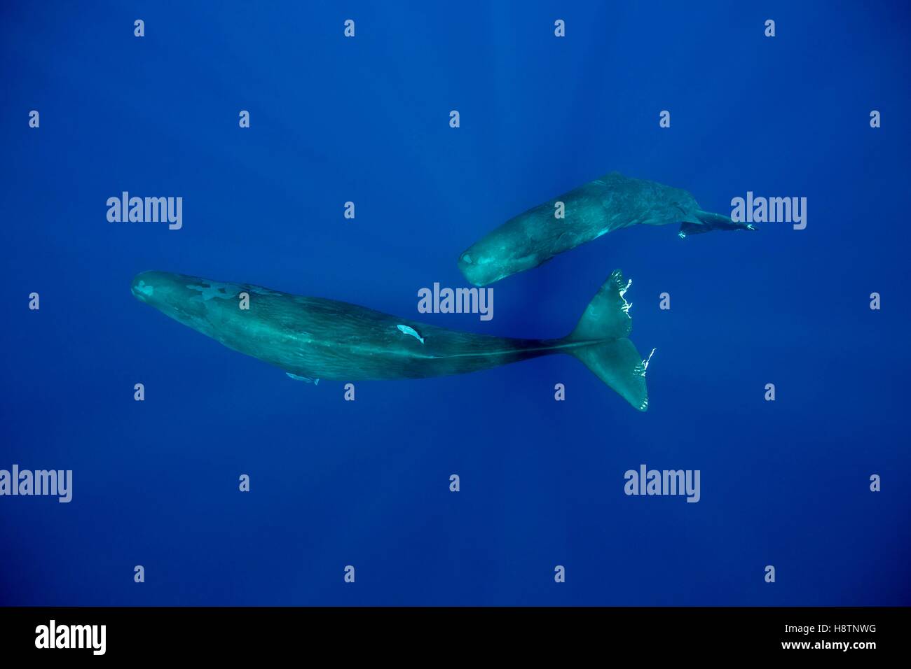 Mother and calf sperm whale, Physeter macrocephalus, Vulnerable (IUCN), Dominica, Caribbean Sea ...