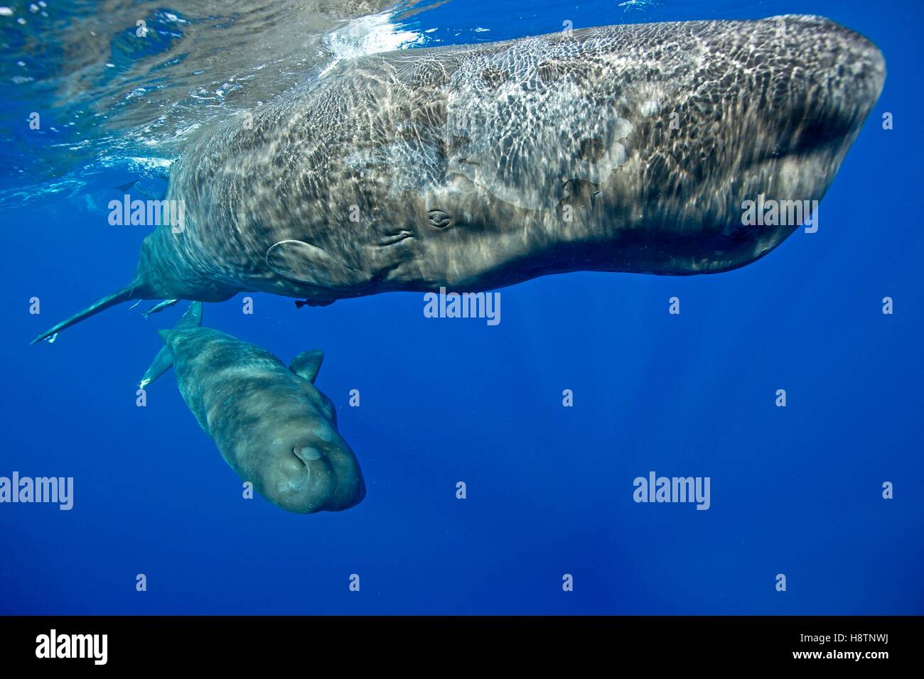 Mother and calf sperm whale, Physeter macrocephalus, Vulnerable (IUCN), Dominica, Caribbean Sea ...