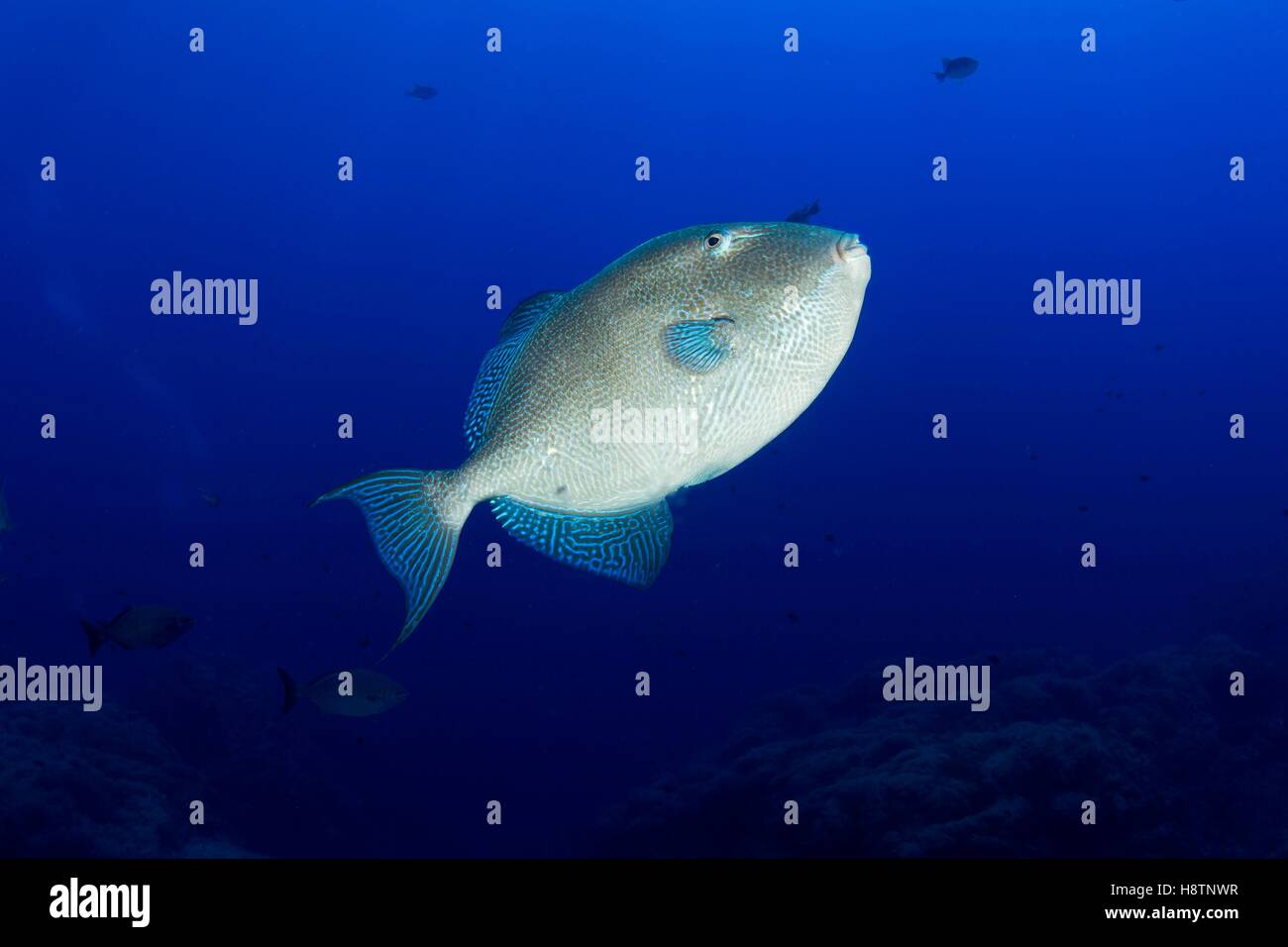 Grey triggerfish, Balistescapriscus, Santa Maria Island, Azores ...