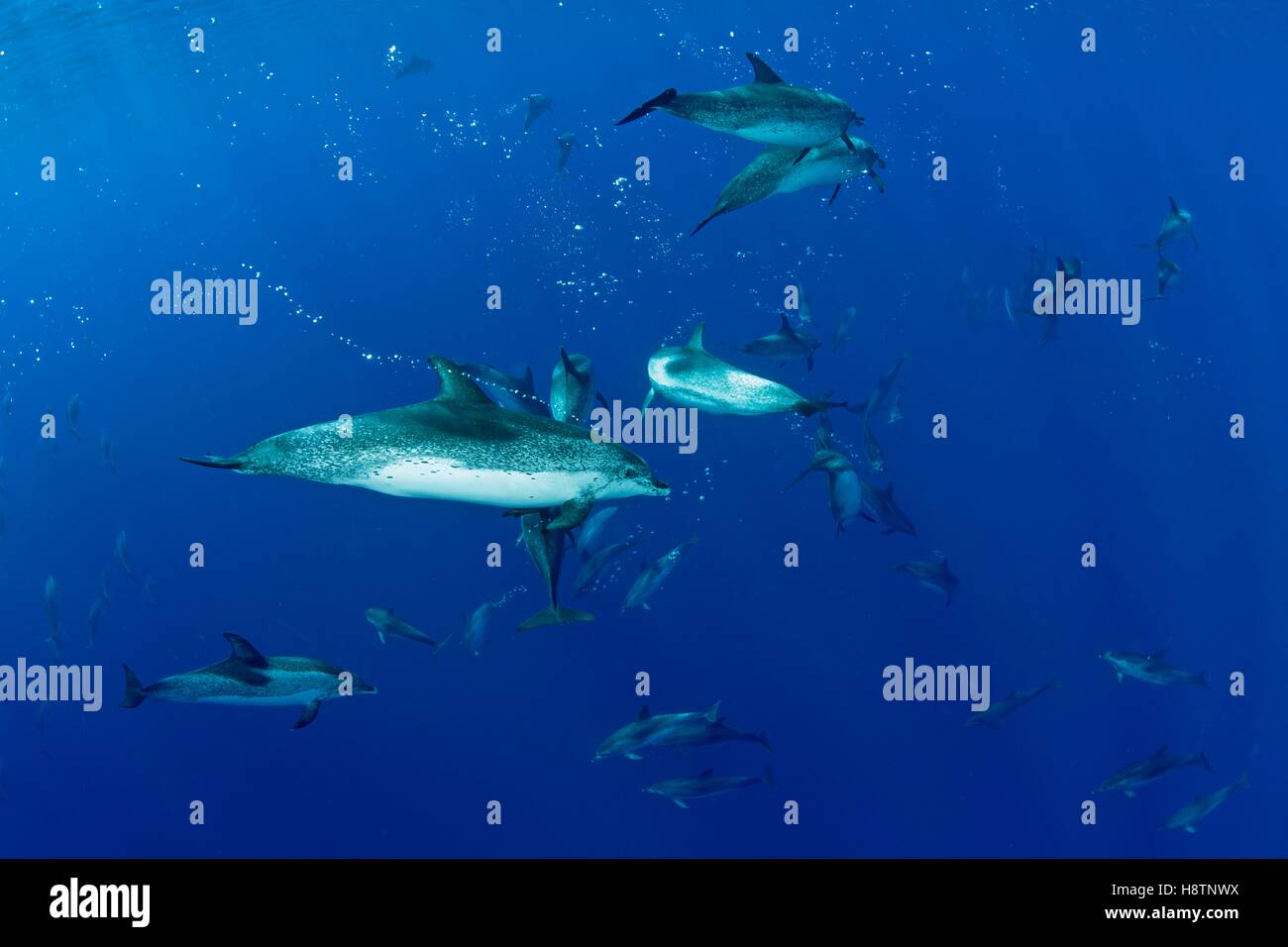 Atlantic spotted dolphins, Stenella frontalis, Formigas Islet dive site ...