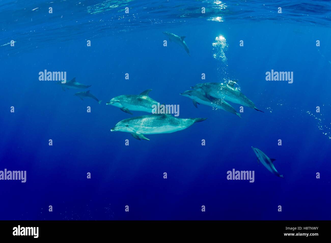 Atlantic spotted dolphins, Stenella frontalis, Formigas Islet dive site ...