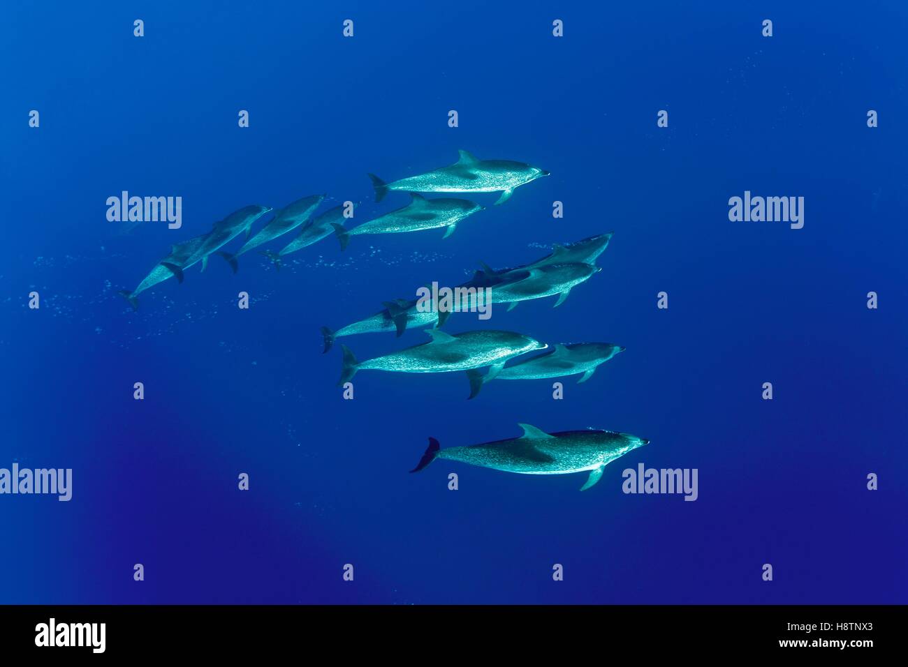Large group of Atlantic spotted dolphins, Stenella frontalis, Formigas ...
