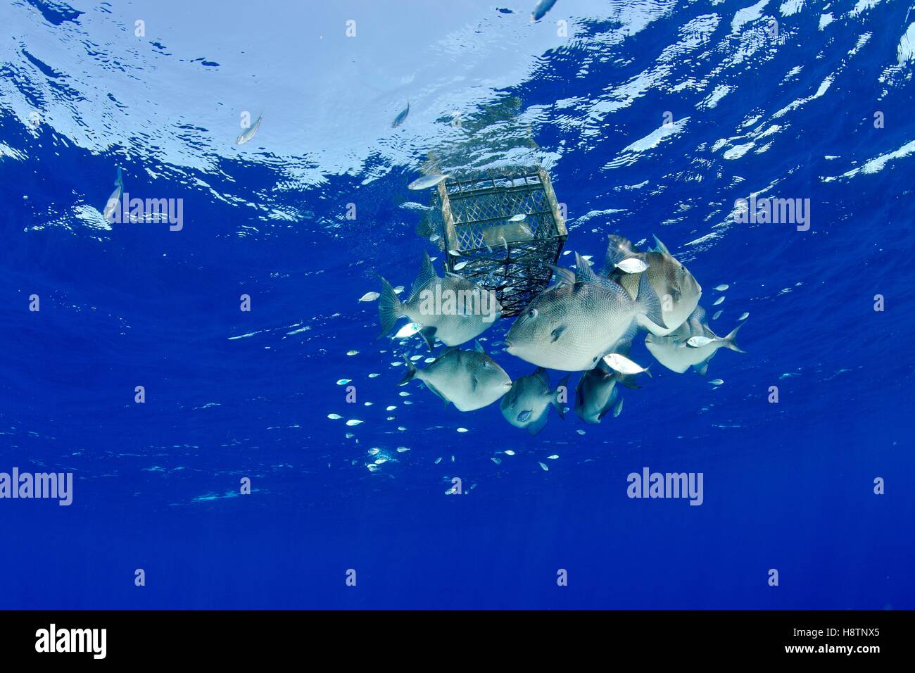 Shoal of Grey triggerfish, Balistes capriscus,seek protection under a ...